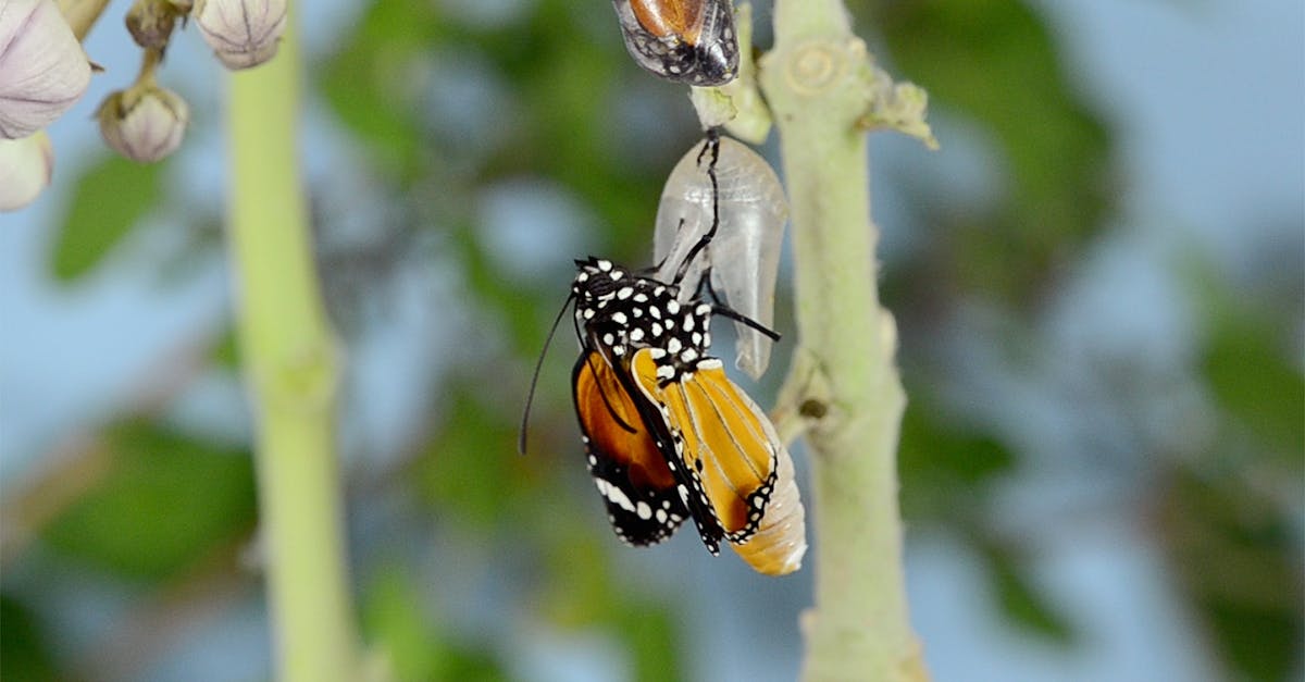 Transformative Learning Theory How To Learn Through Challenging