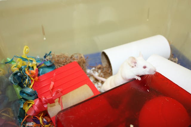 Housing | The 3Hs Initiative