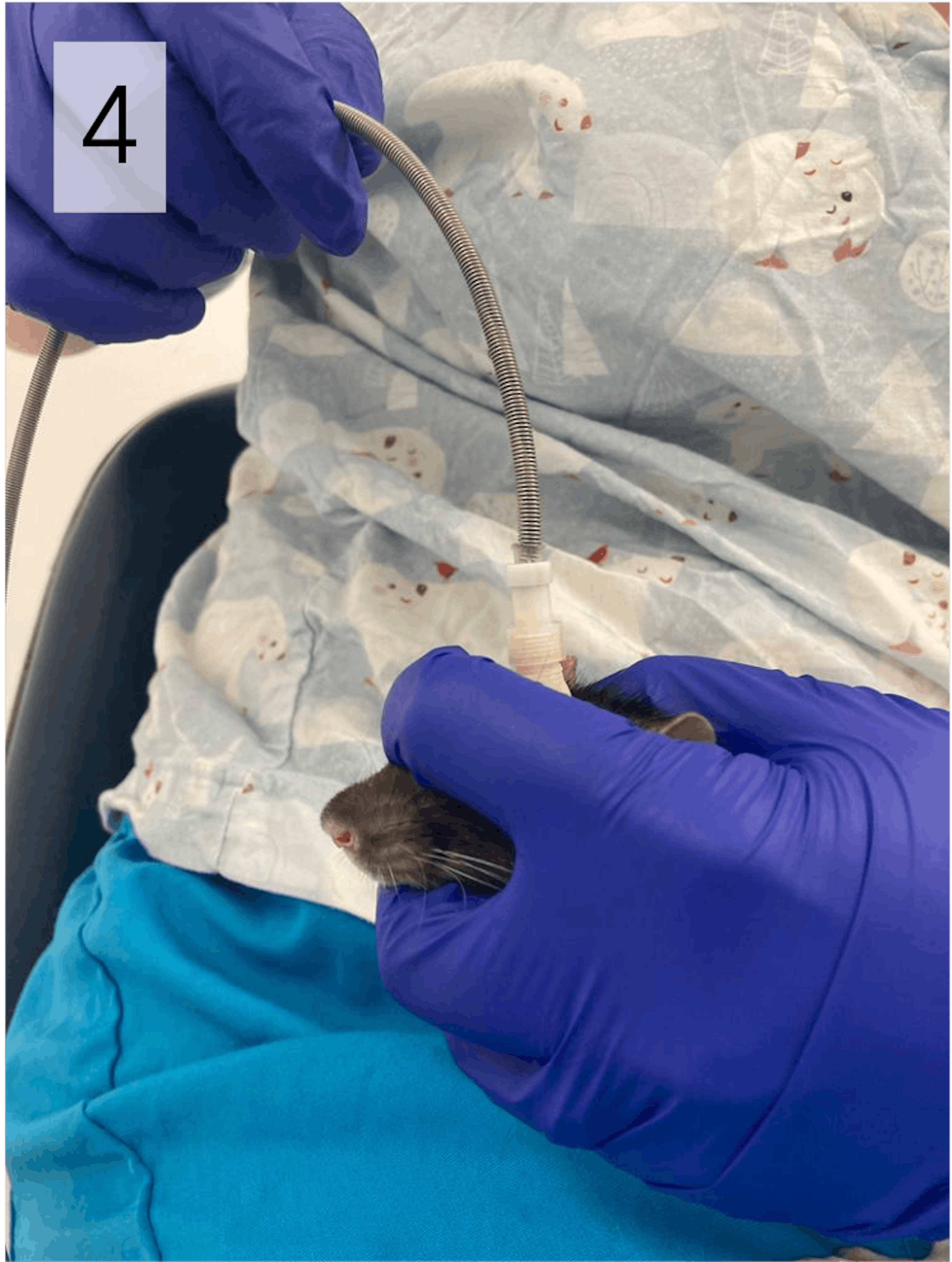 Habituation | The 3Hs Initiative