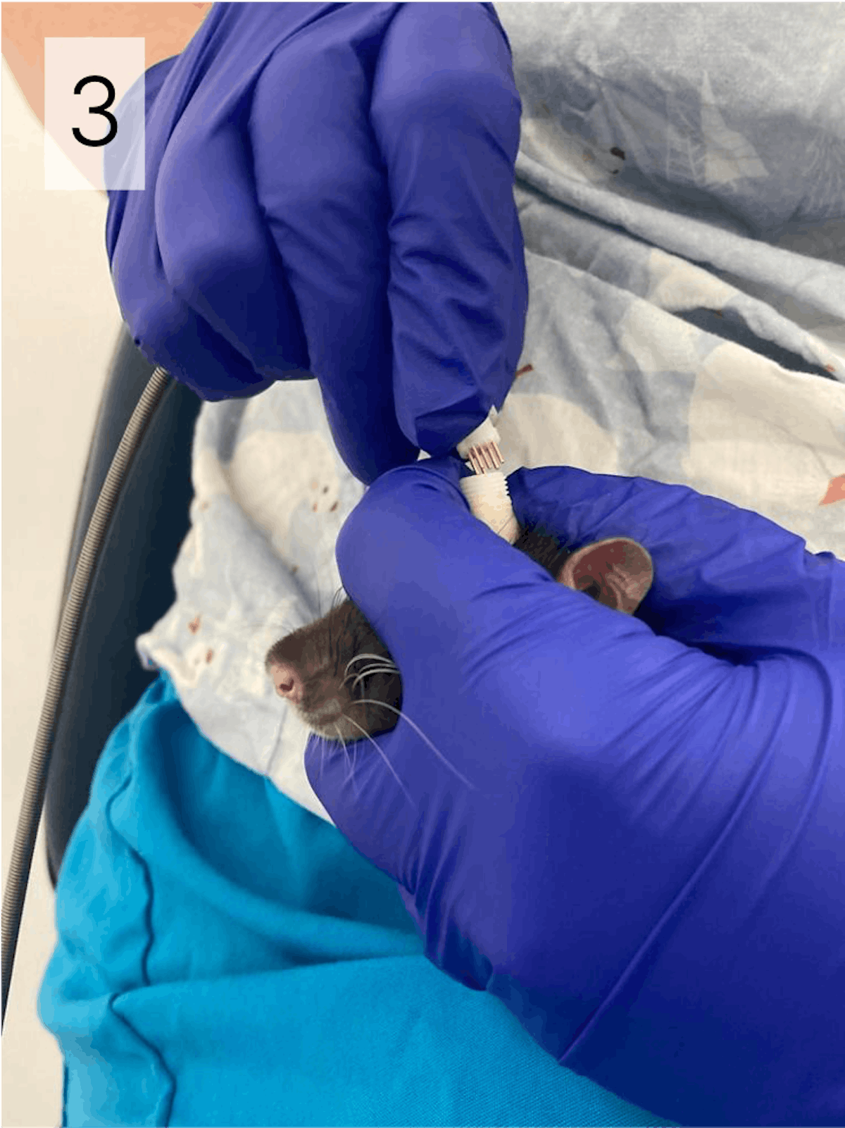 Habituation | The 3Hs Initiative