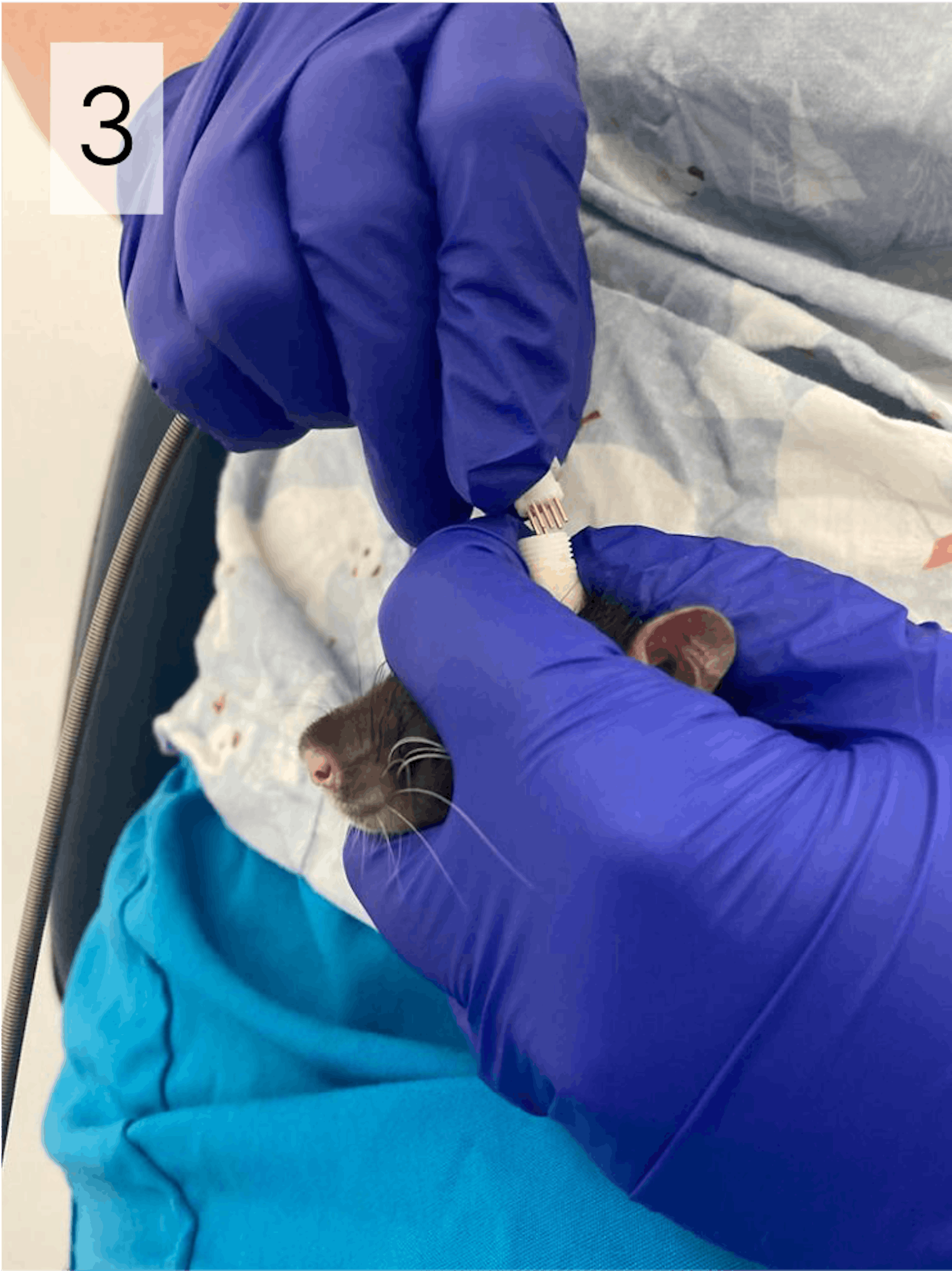 Habituation | The 3Hs Initiative