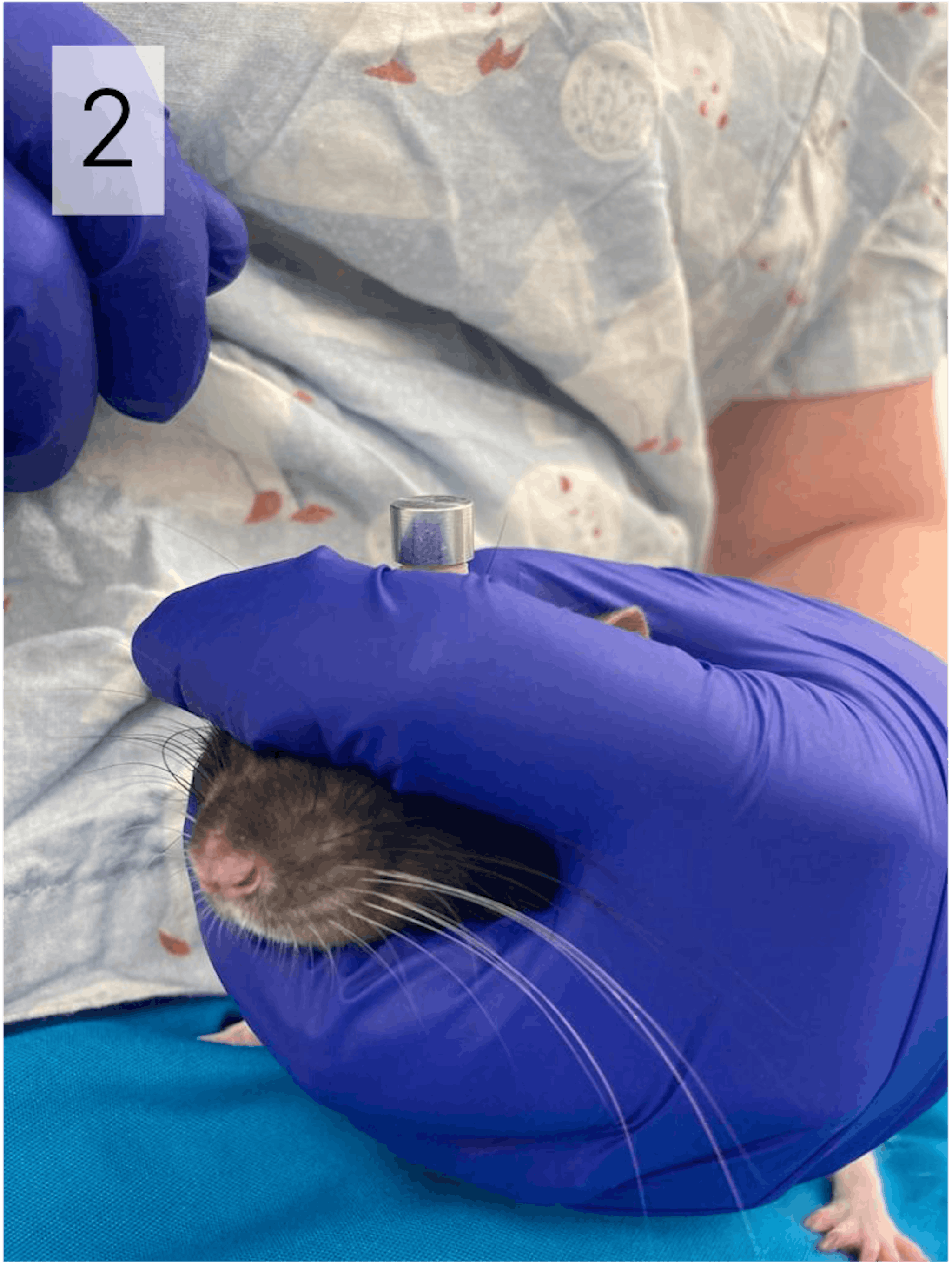 Habituation | The 3Hs Initiative