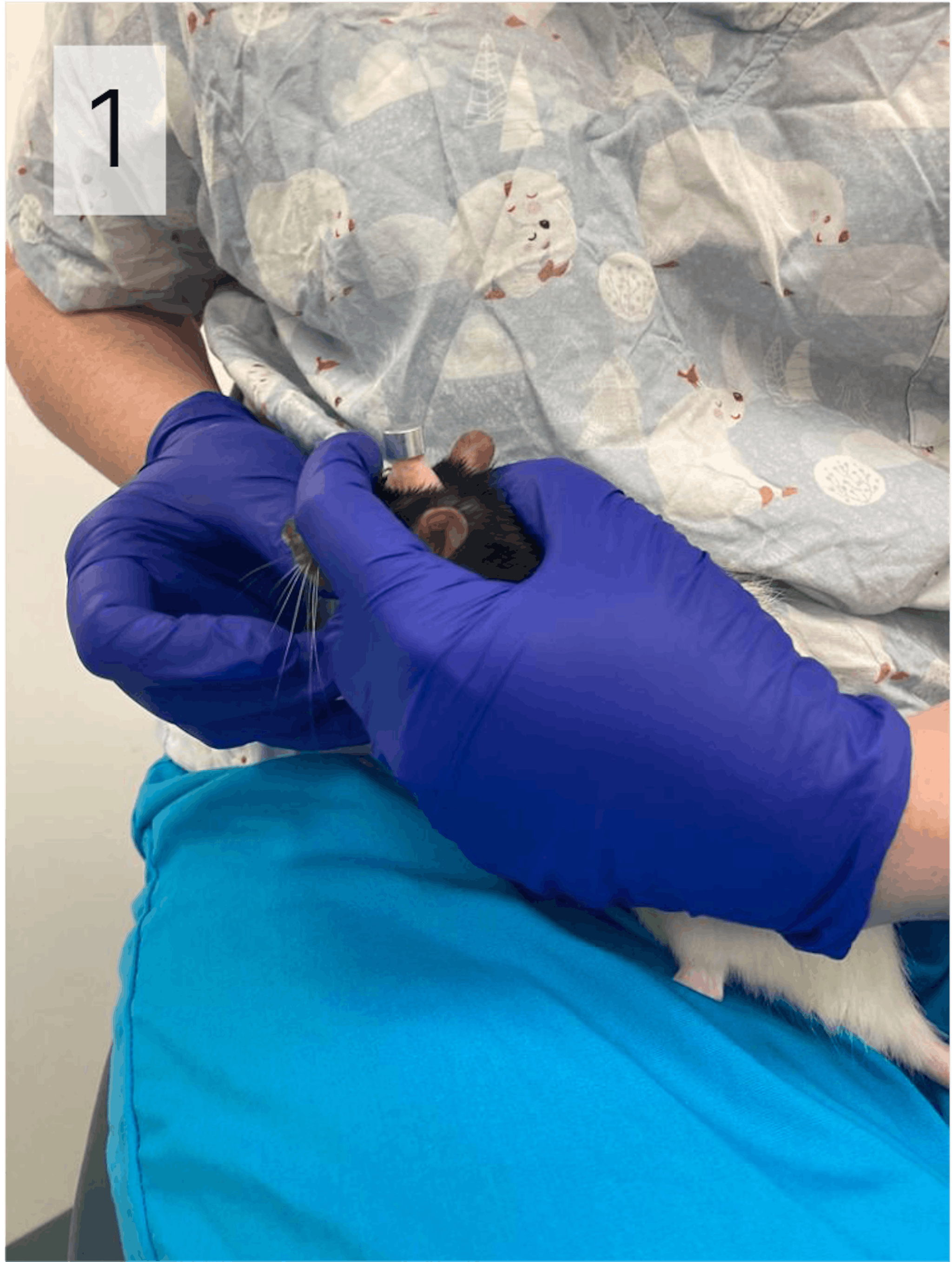 Habituation | The 3Hs Initiative