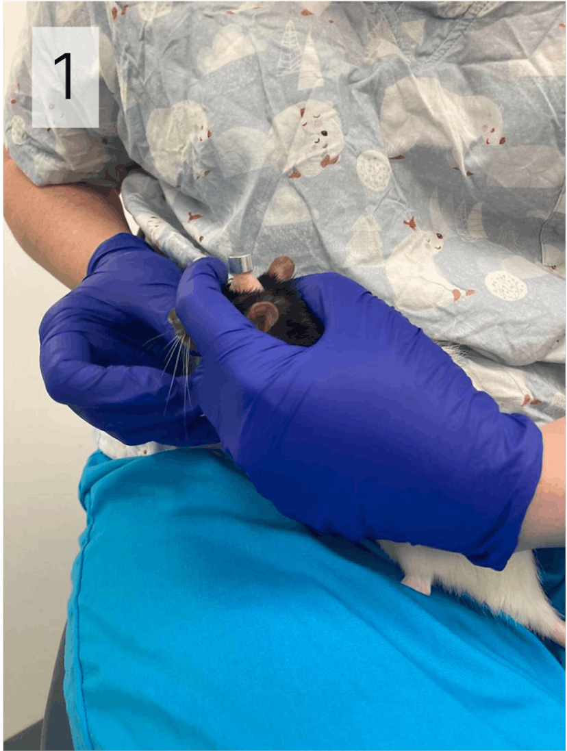 Habituation | The 3Hs Initiative