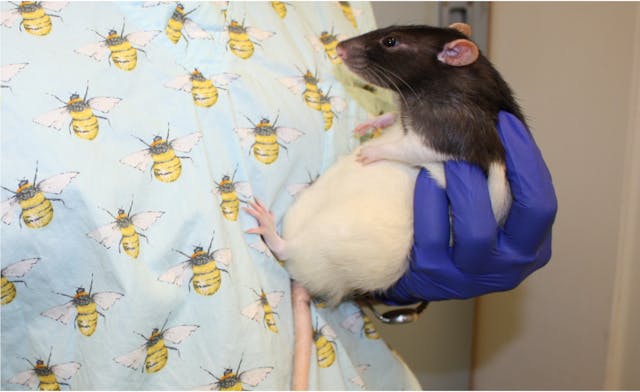 Handling | The 3Hs Initiative