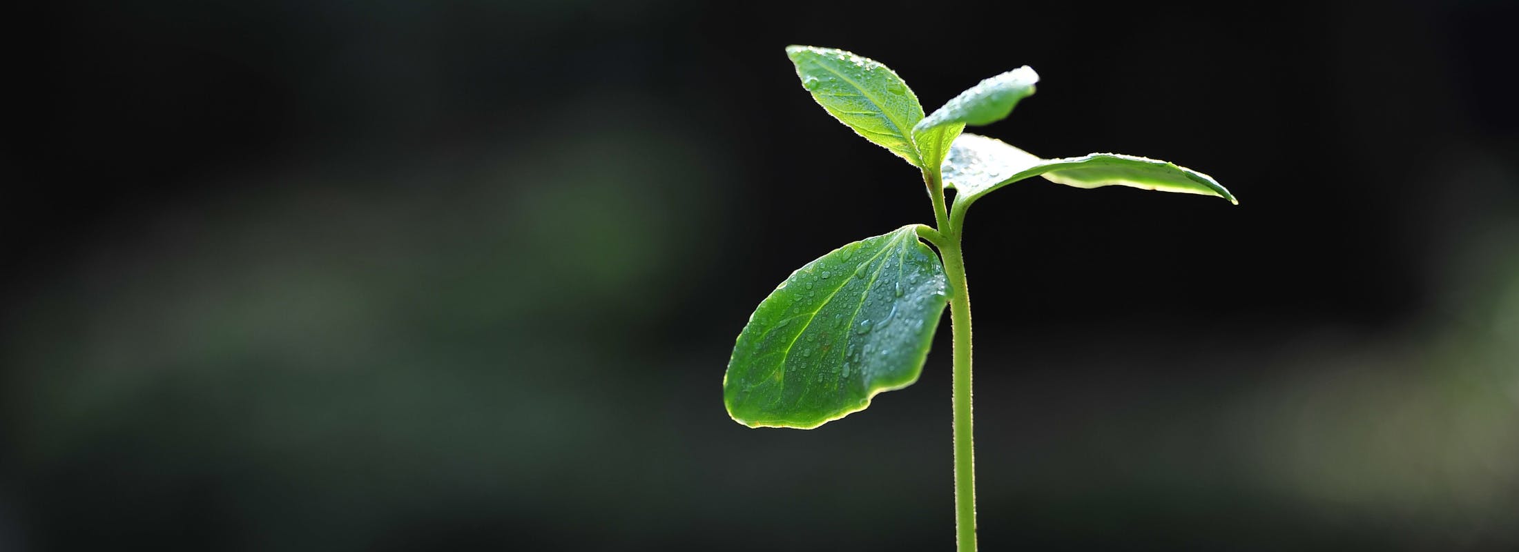 Aegon AM adds insurance to transform BB risk to investor-friendly IG