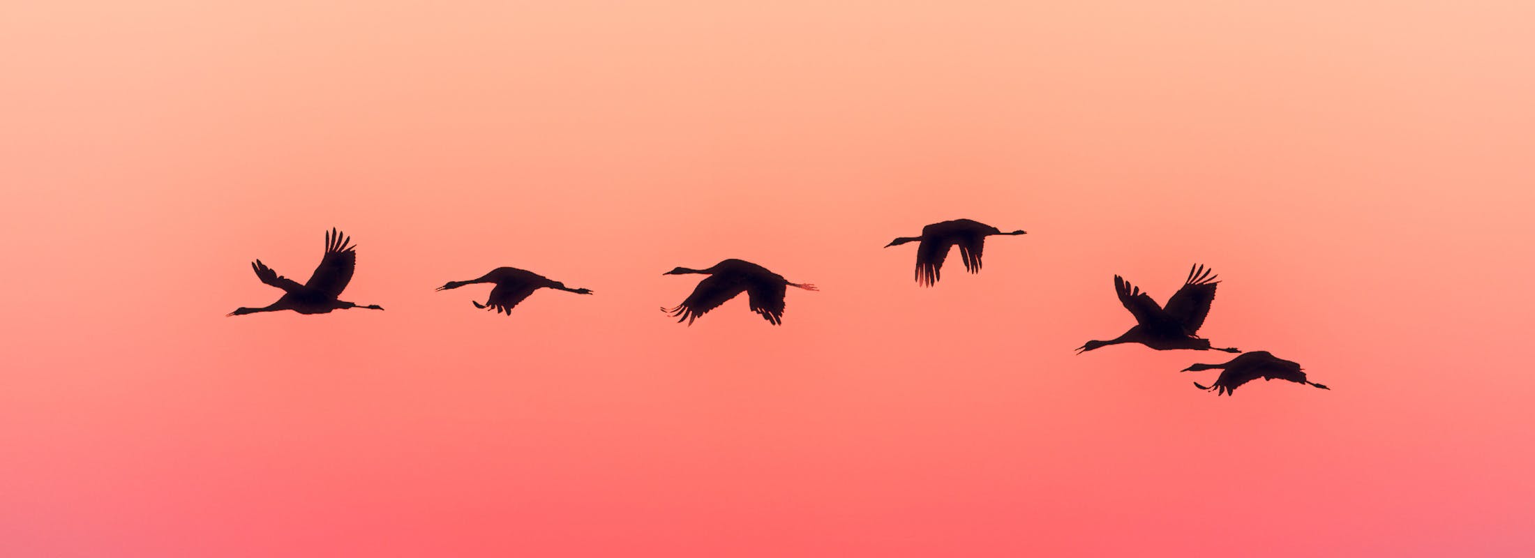 Excess Spread — Codebreaking, birdwatching, liquidity