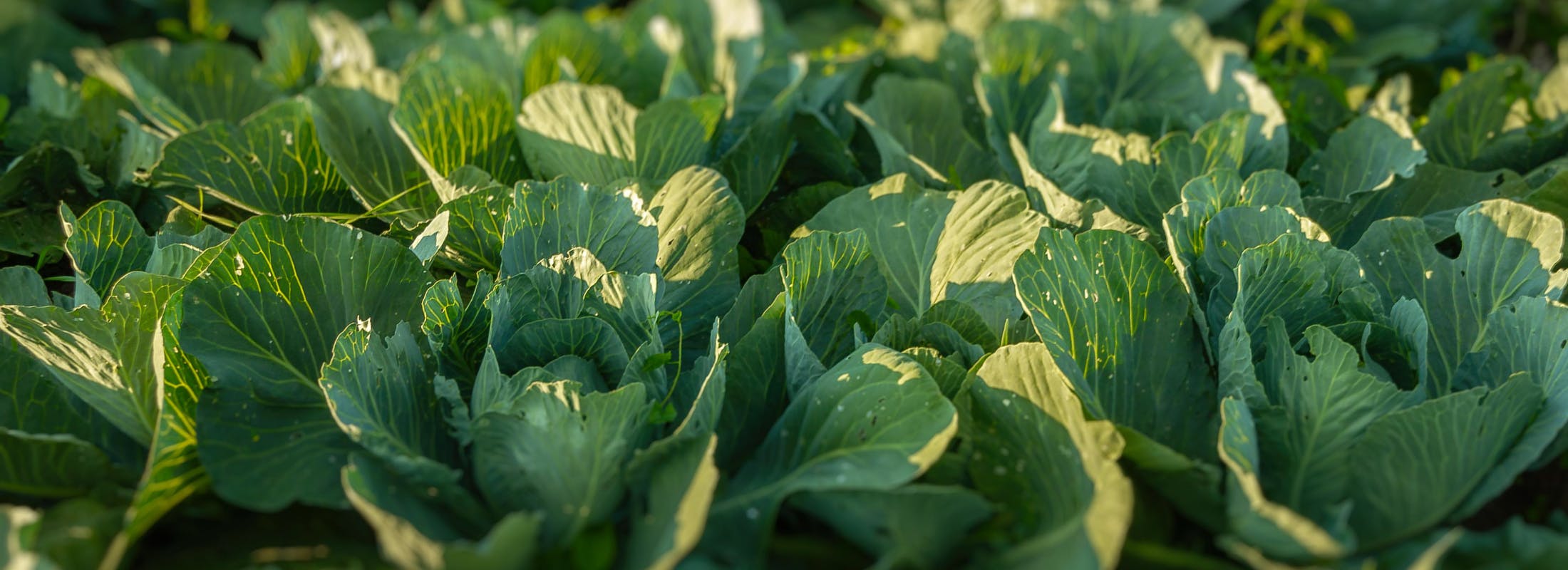 Excess Spread — Big moves and boiled cabbage