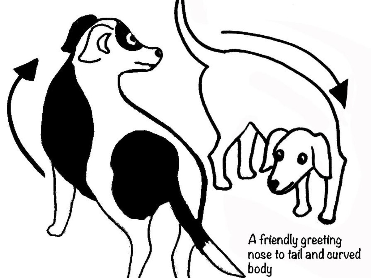 Understanding Your Dog's Language