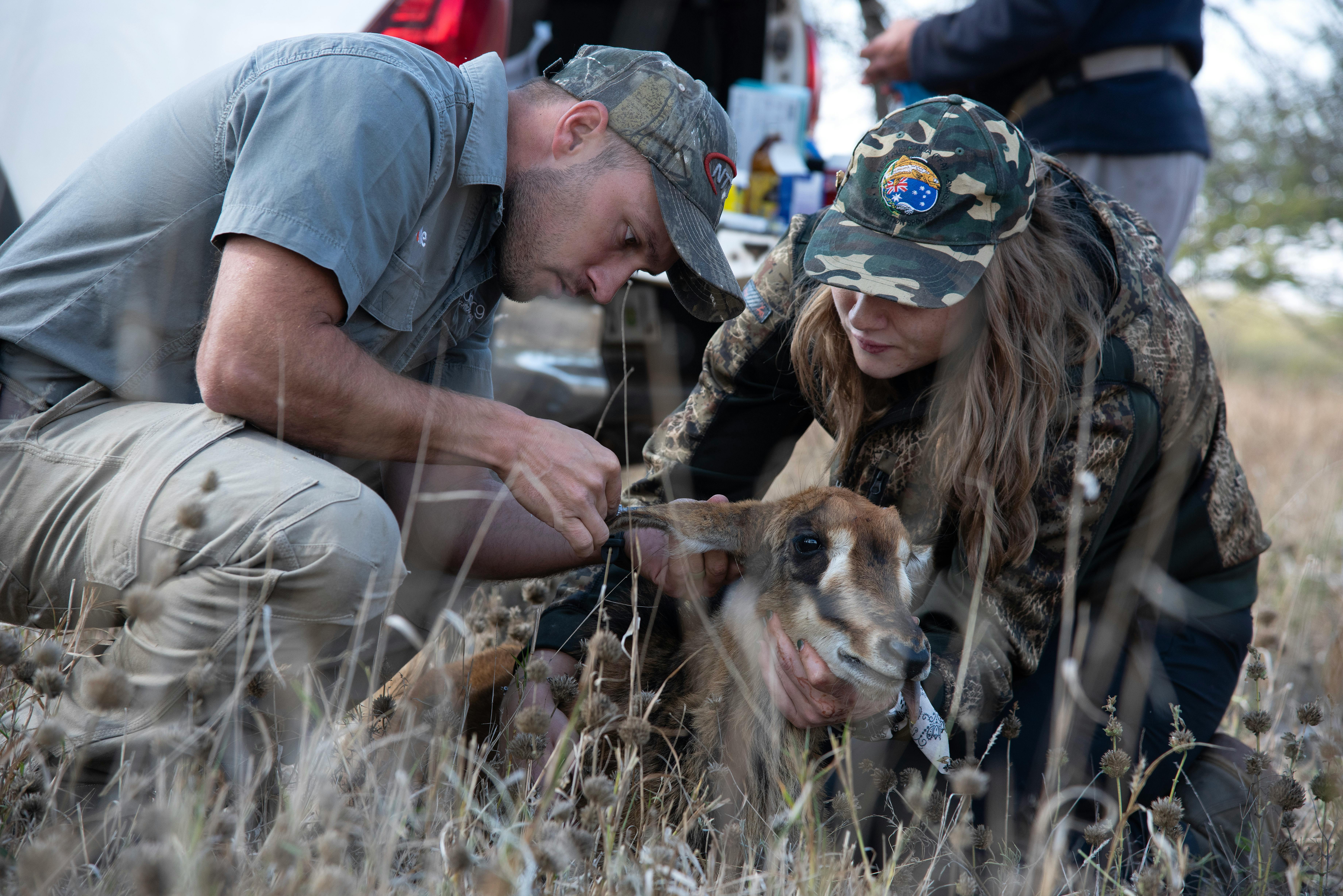 Wildlife Vet Volunteering | African Conservation Experience
