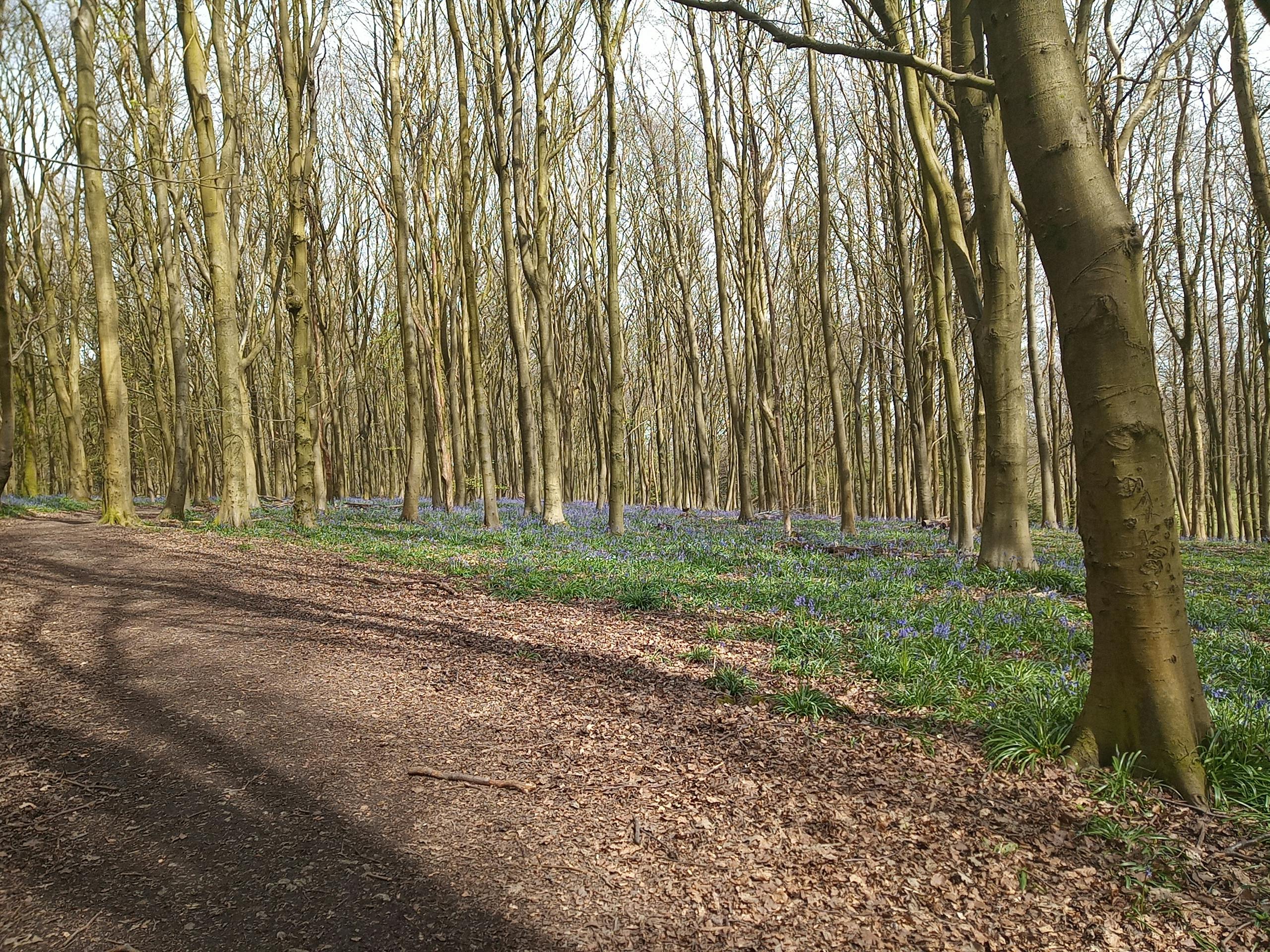 Adonis Blue Environmental Consultants