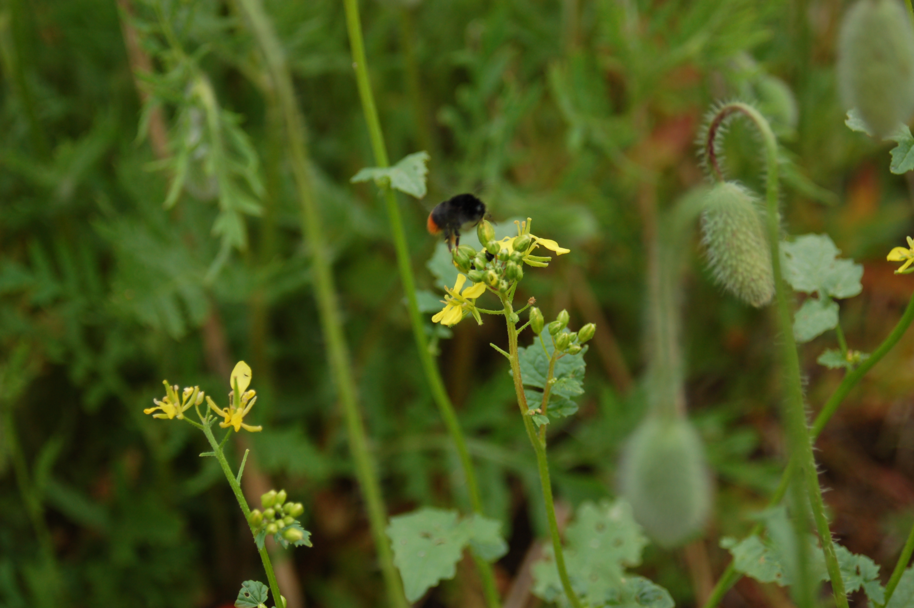 National Vegetation Classification (NVC)