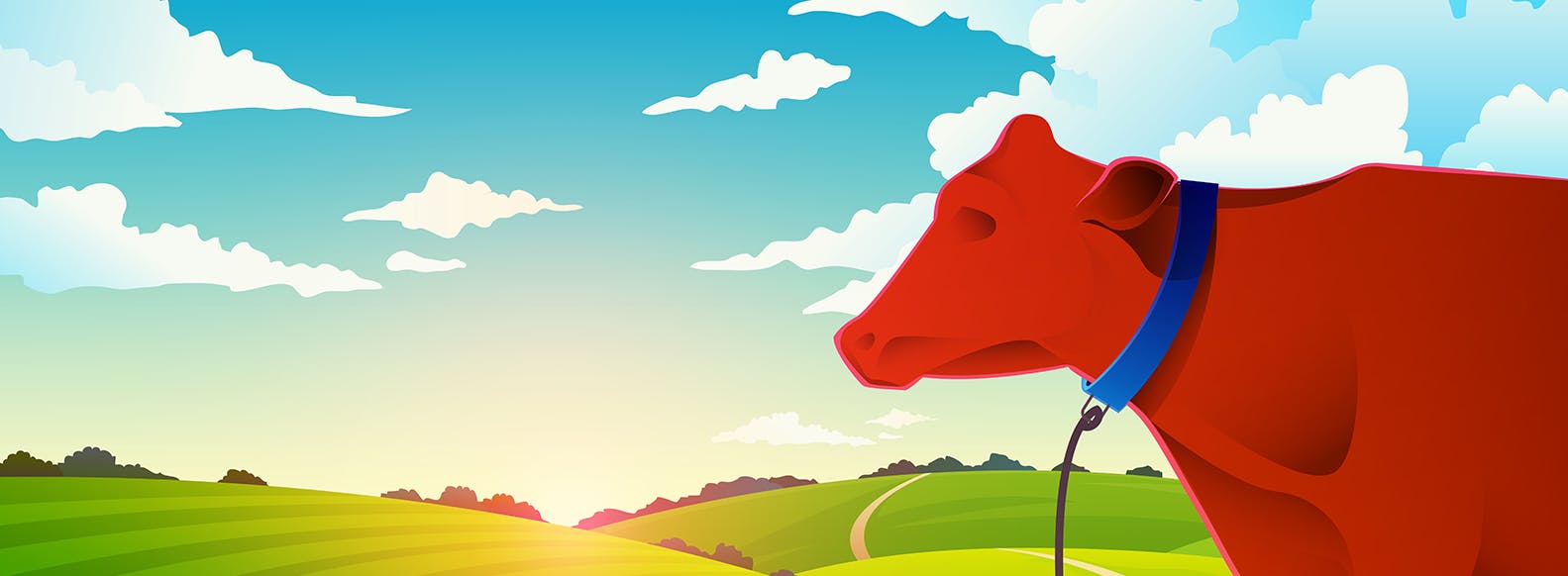 The Mysterious Red Heifer | Aleph Beta