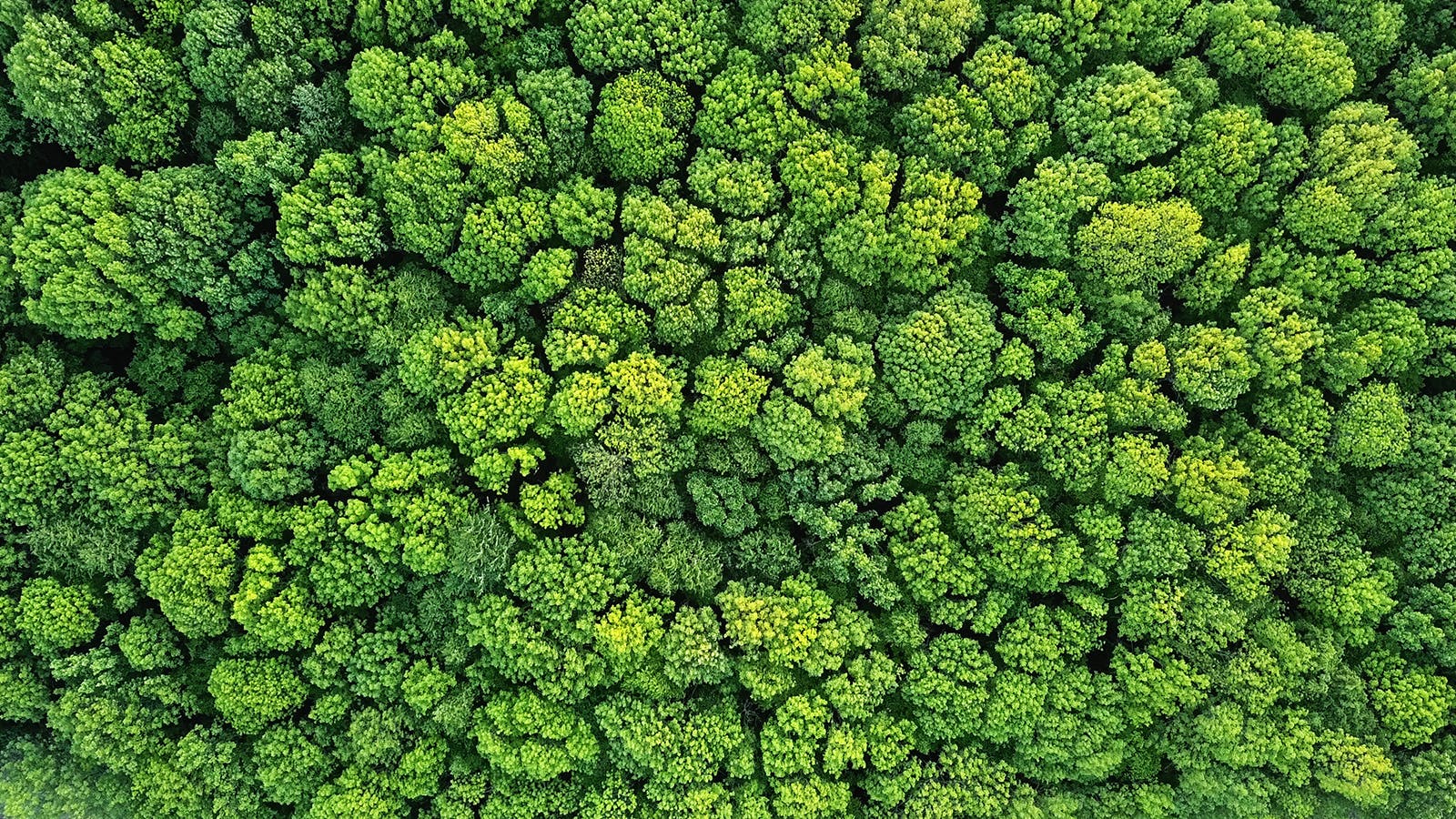 How Algorand Offsets its Carbon Footprint | Algorand How Algorand Offsets its Carbon Footprint | Algorand