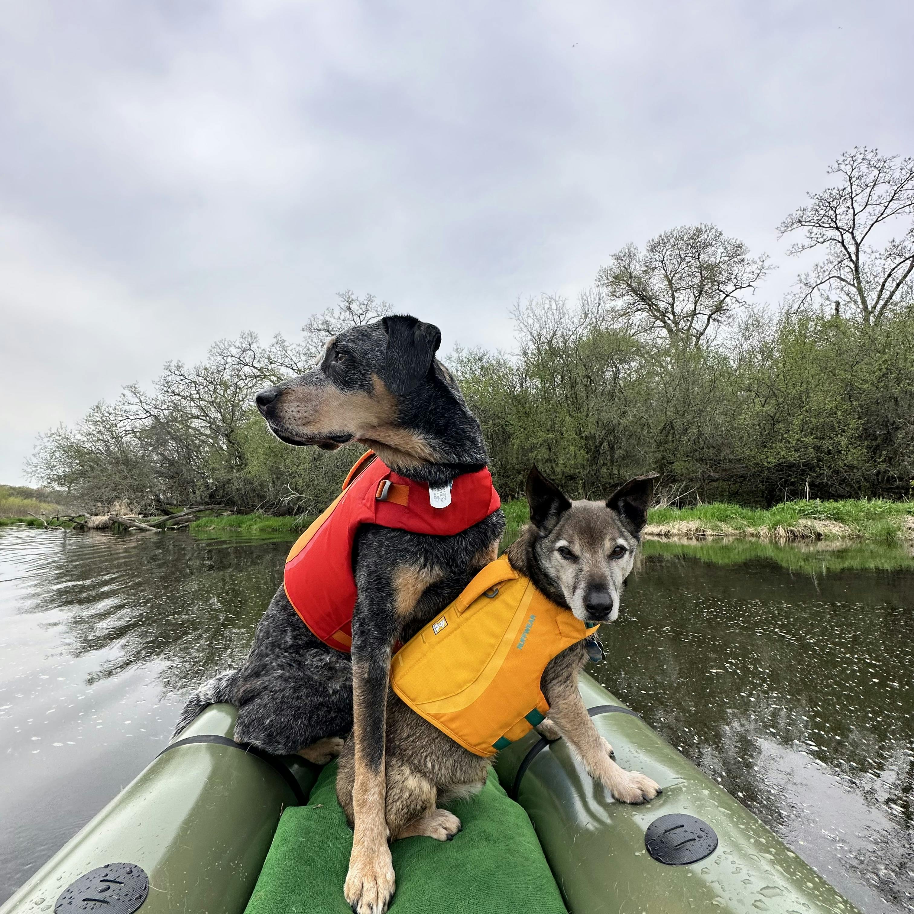 2023 Dogs of Packrafting Photo Contest Winners - Alpacka Raft Blog