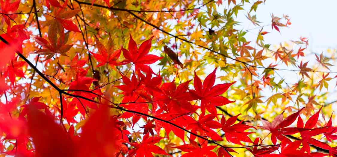 Where to See Fall Colours