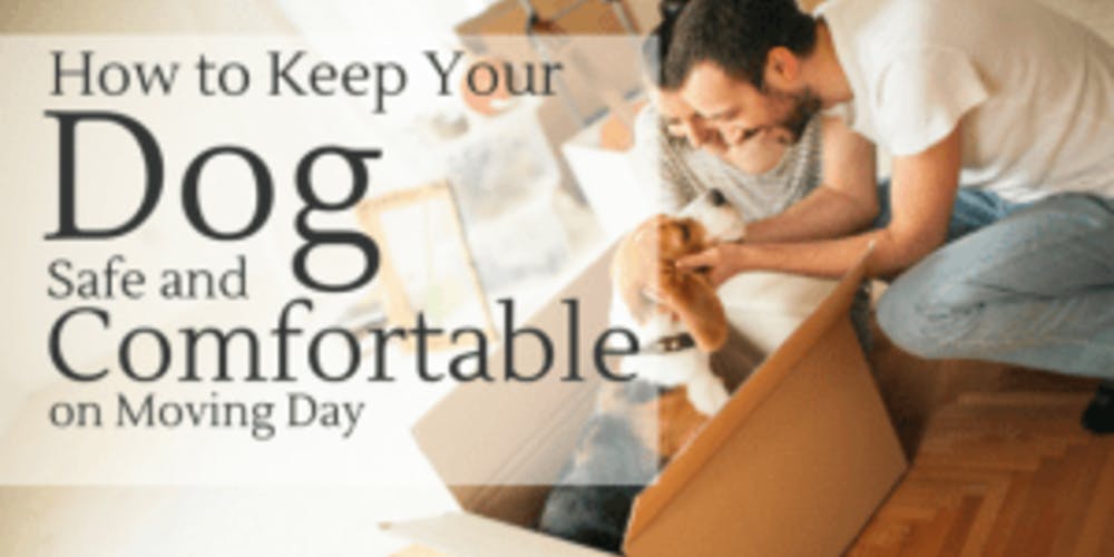 How to Keep Your Dog Safe and Comfortable on Moving Day