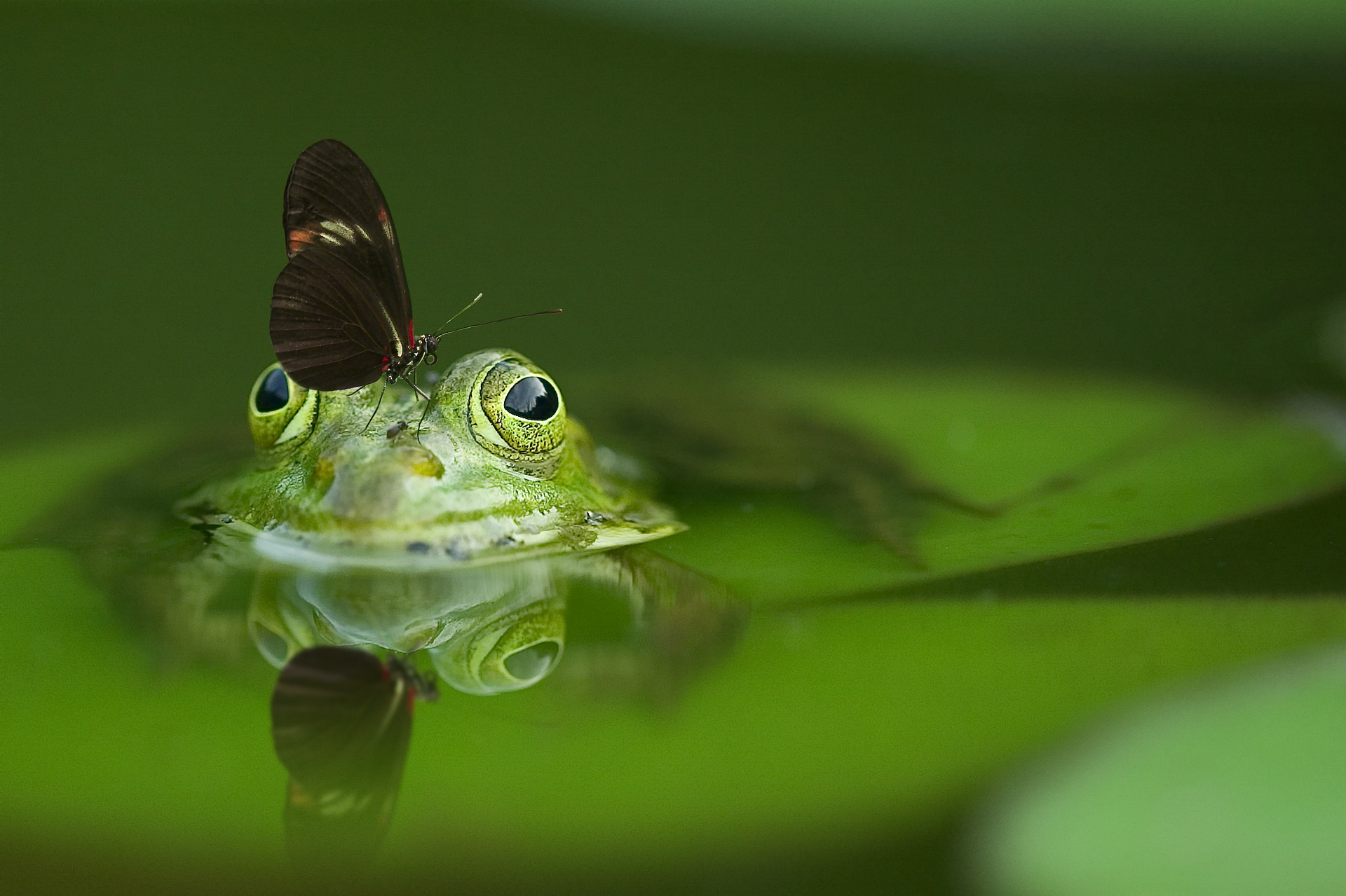 Frogs You Can Find Around Miami