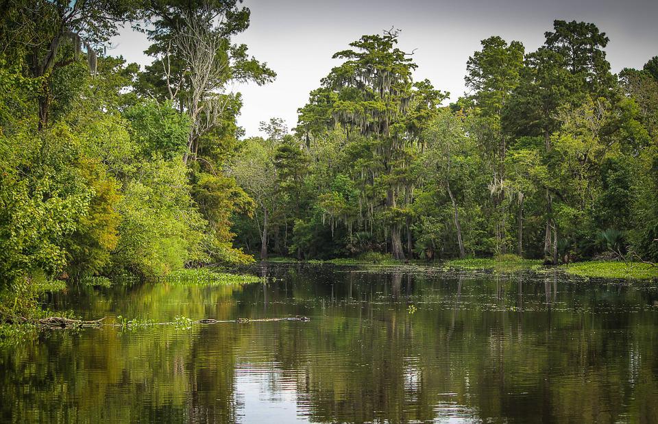 What Makes A Bayou Different From A Swamp?