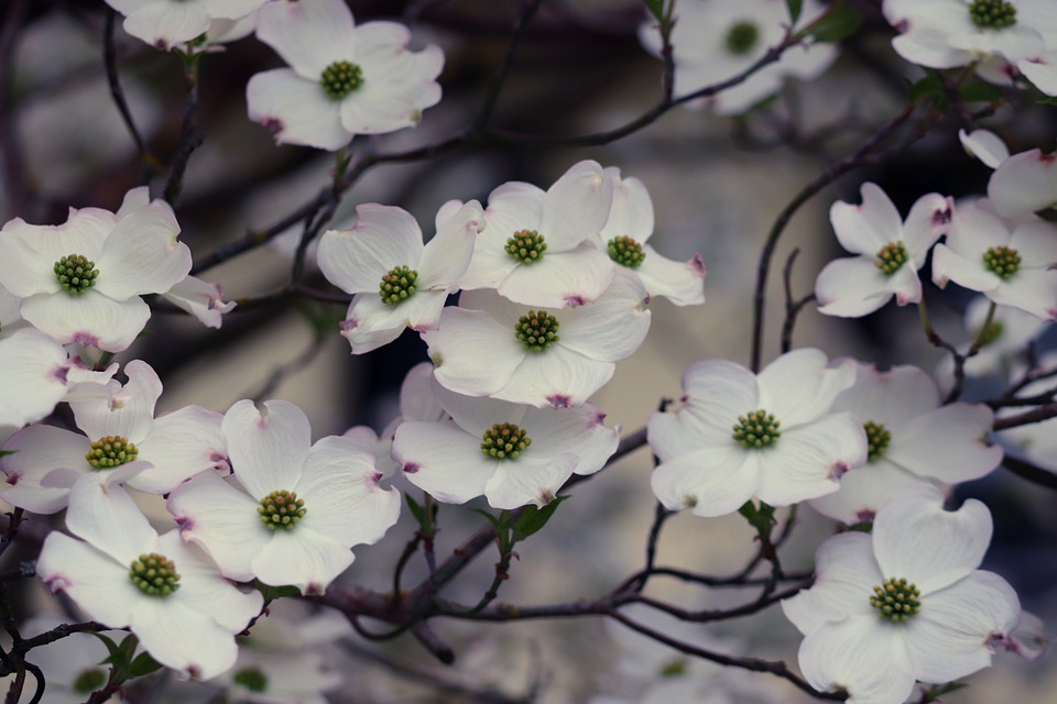 Common Flowering Trees and Shrubs in Seattle