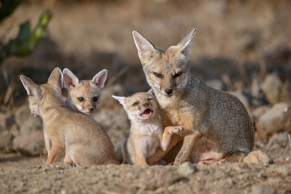 Popular Species Endemic To California State