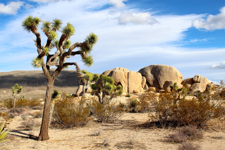 All You Need To Know About The Deserts In California