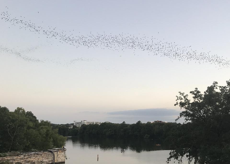 All About Austin’s South Congress Bridge Bats