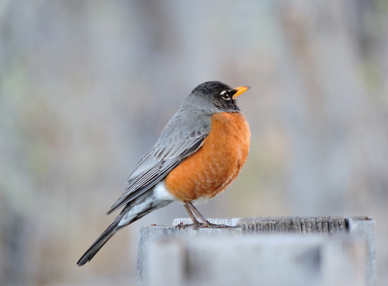 Common Chicago-area Birds & Their Calls