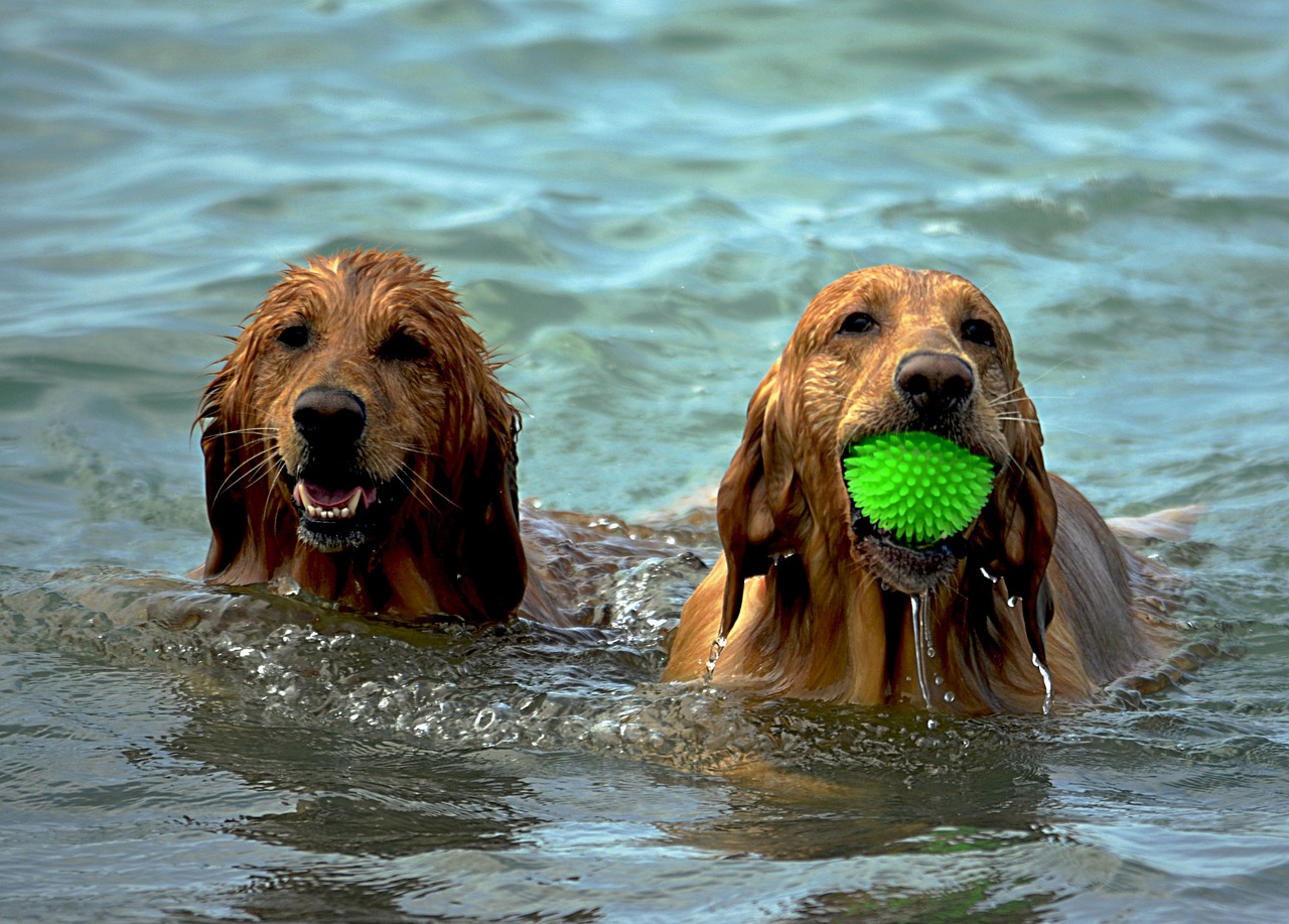 How To Have Fun With Your Dog This Summer