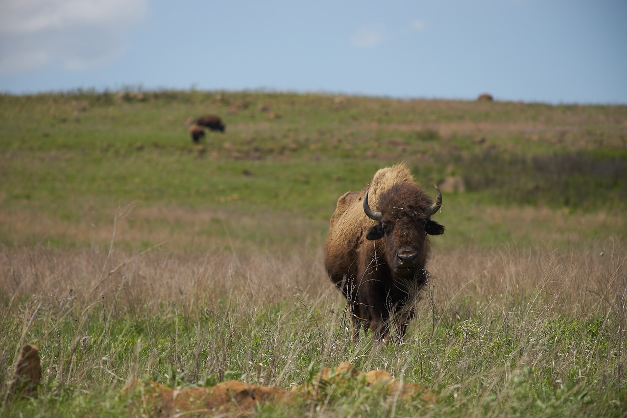 What To Do at the Pawnee National Grassland