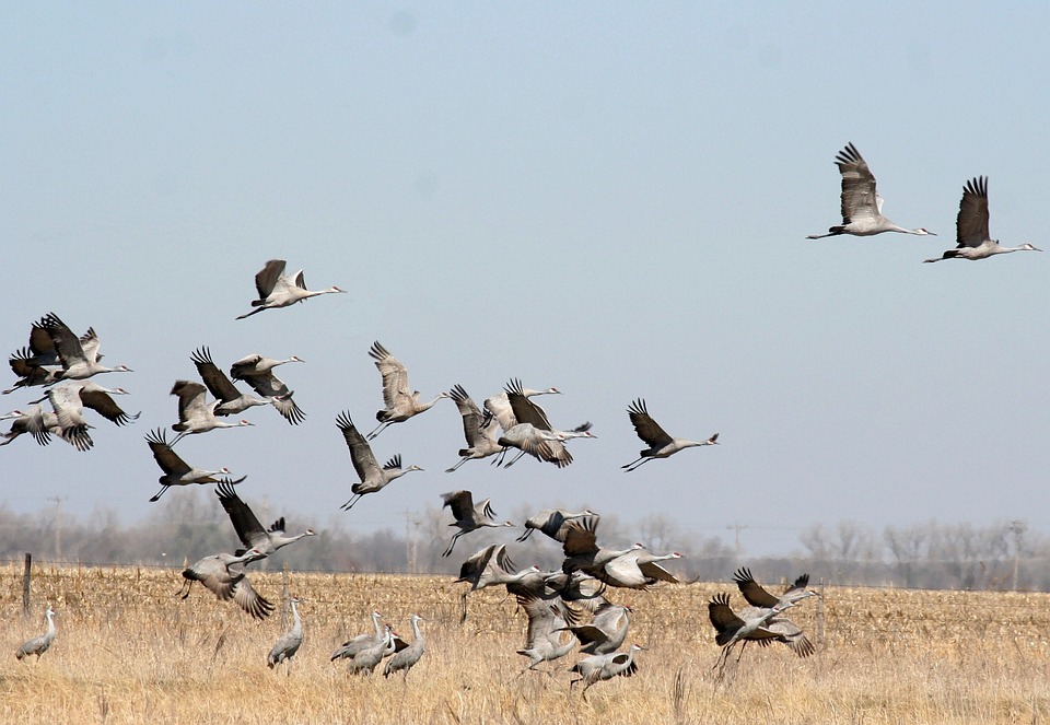 Why Do Some Birds Migrate?