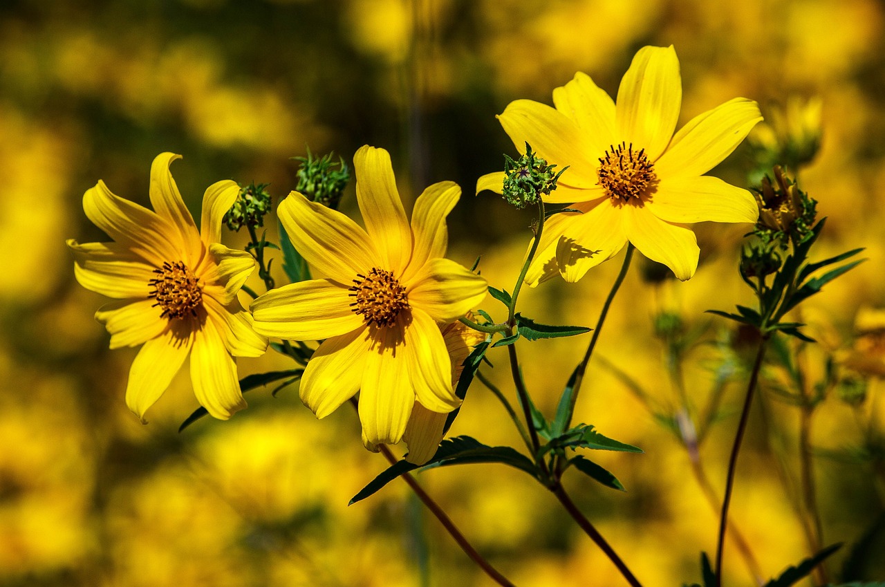 Common Wildflowers Found in Florida