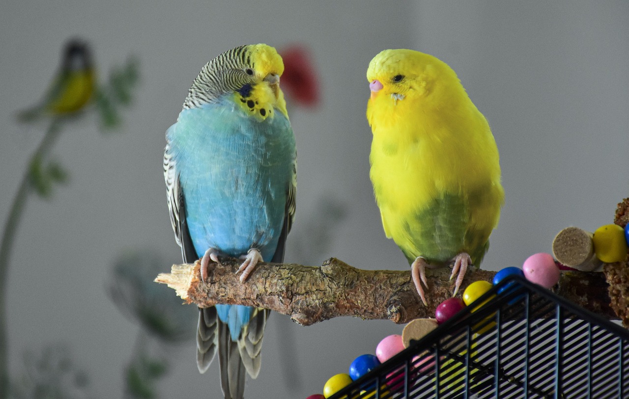 Keeping Pet Birds in Your Apartment the Right Way