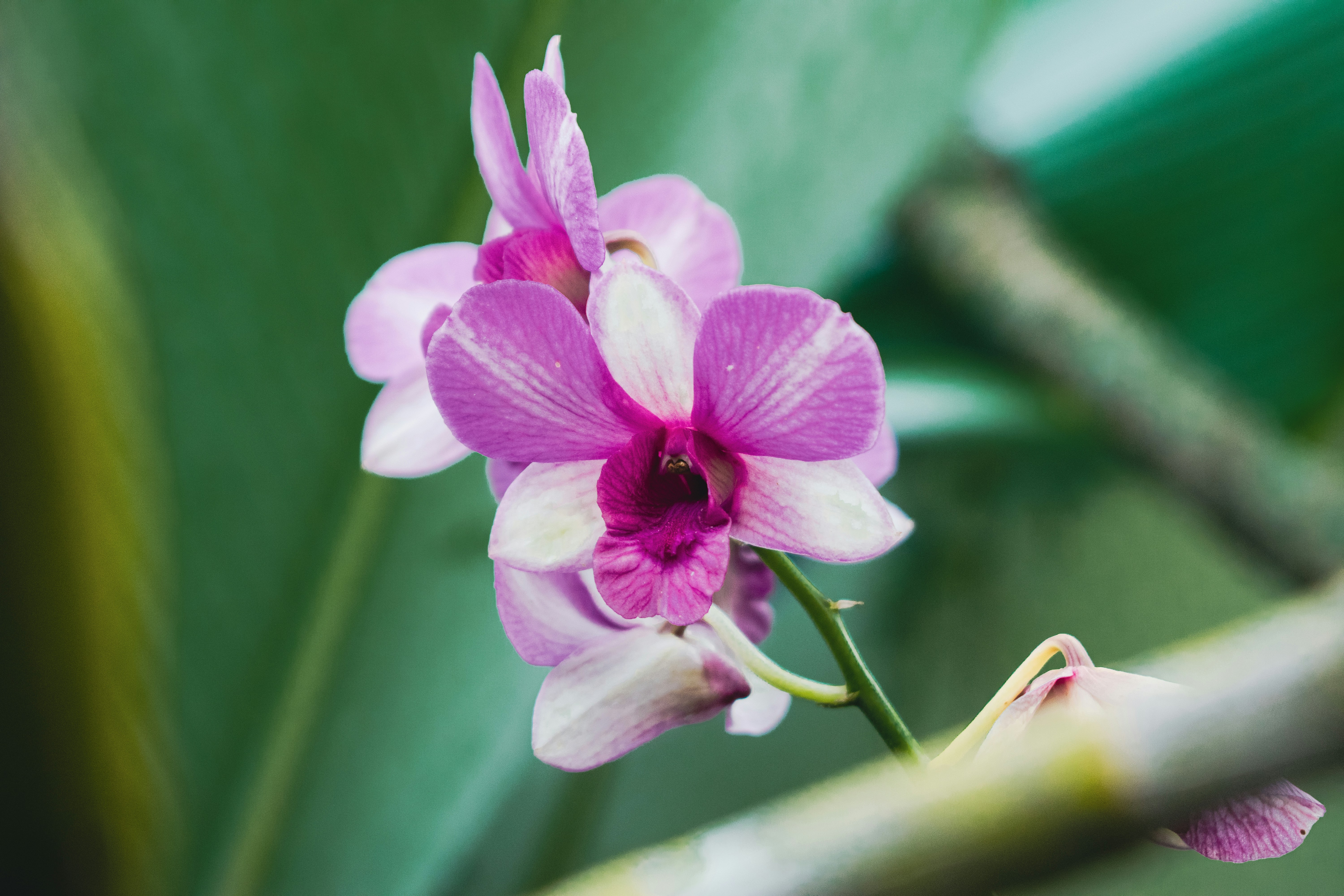 All You Need To Know about the Everglades Orchids