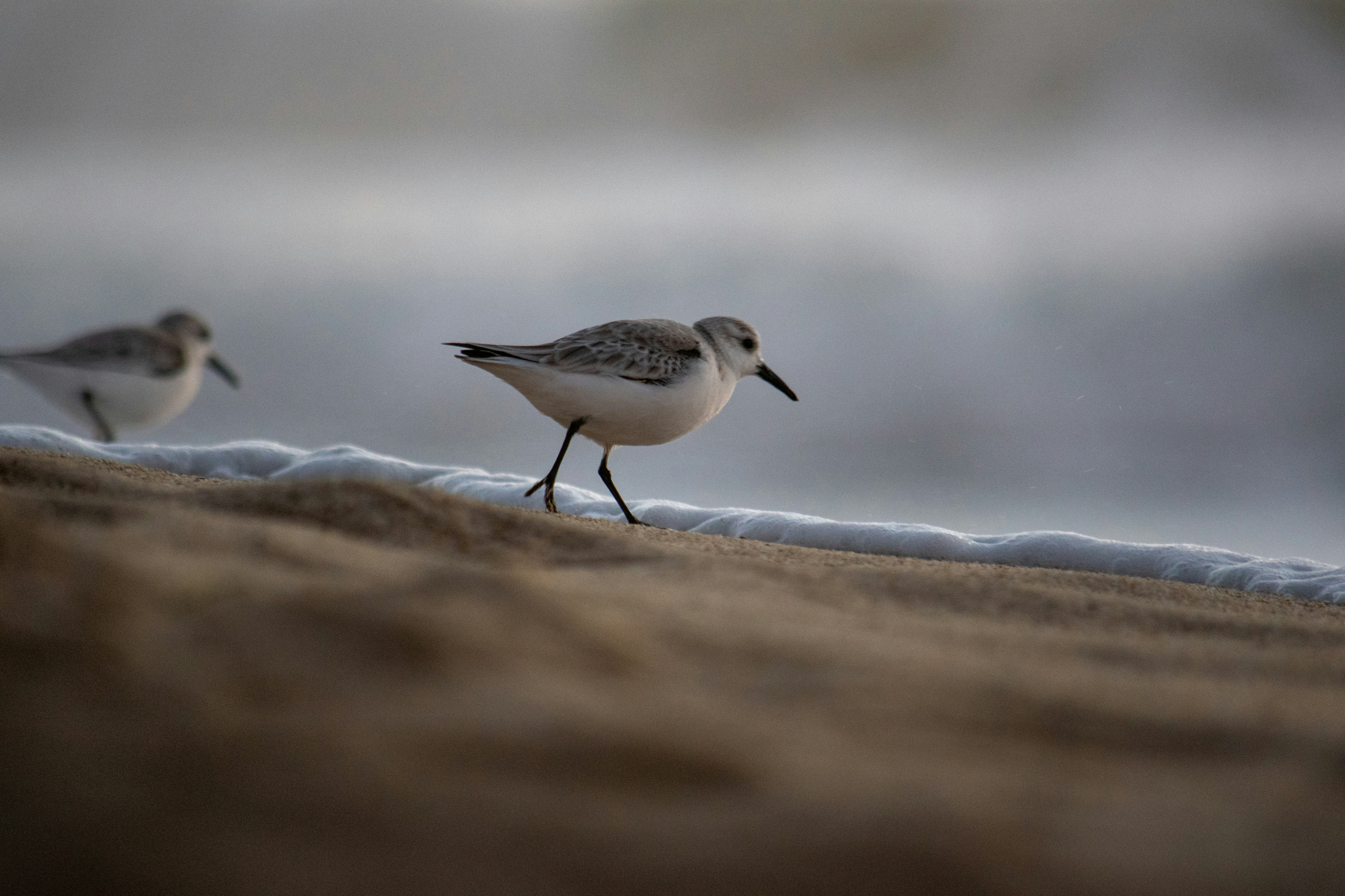 Coastal Birds in Southern California