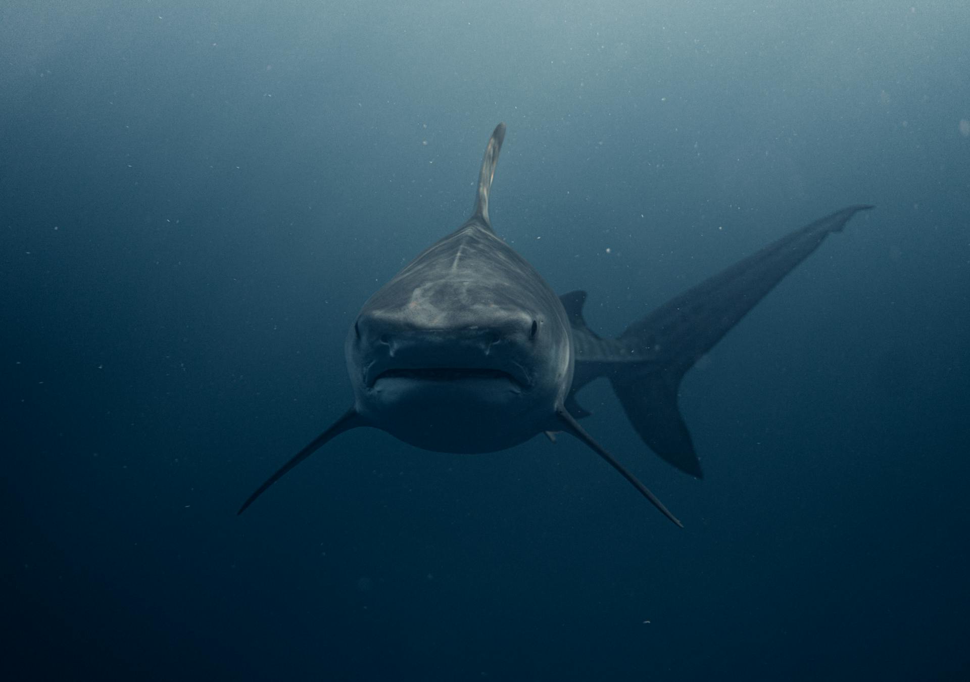 Why We're Fascinated by Shark Week