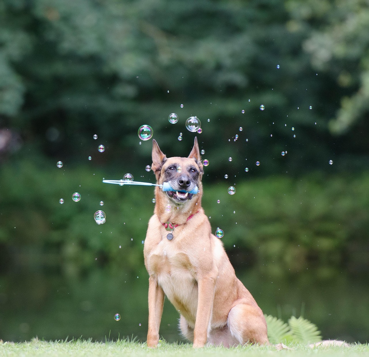 How To Teach an Old Dog New Tricks