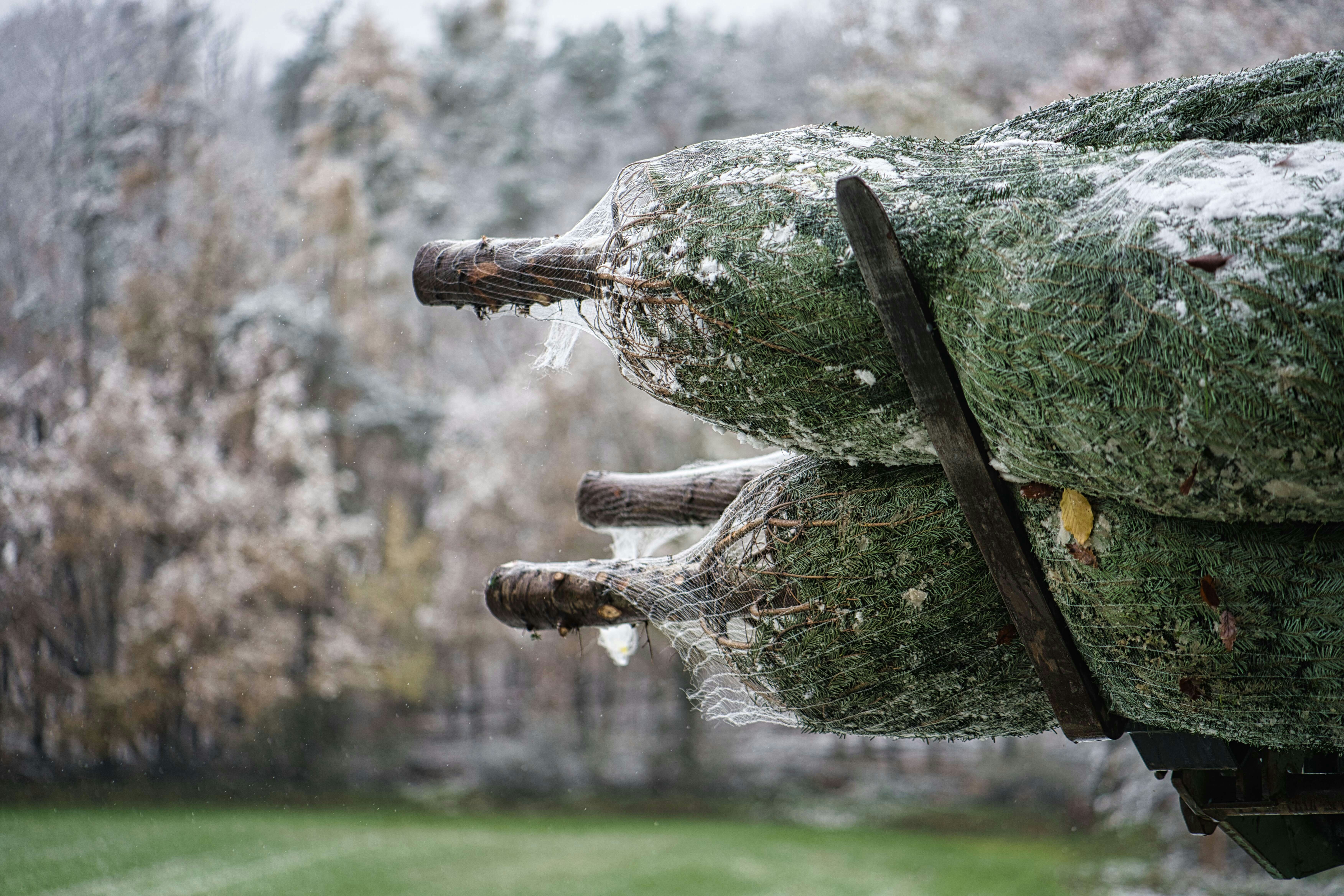 Holiday Tree Lots Near North Dallas