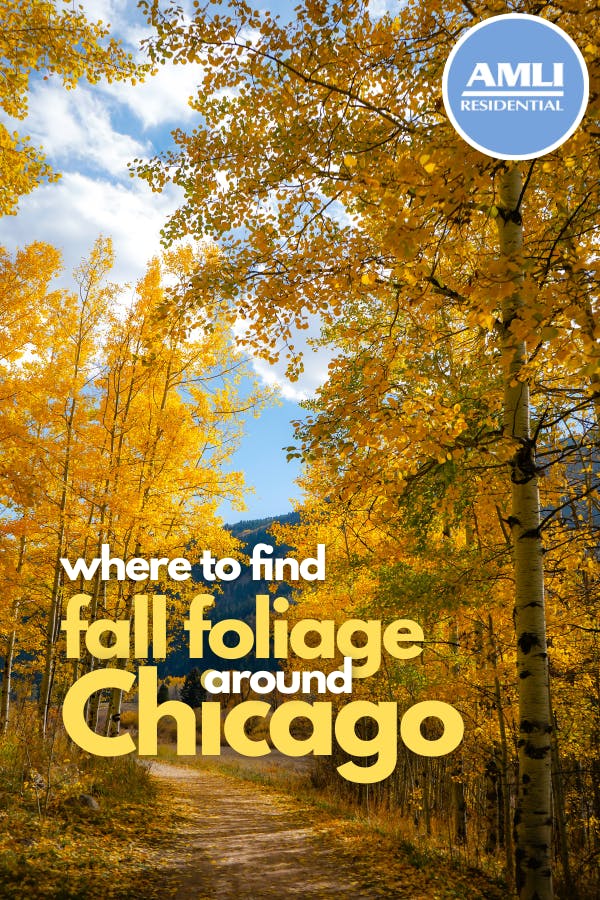 Best Places To See Fall Foliage In Chicago