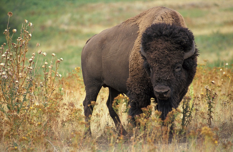 Why Does Catalina Island Have Bison?