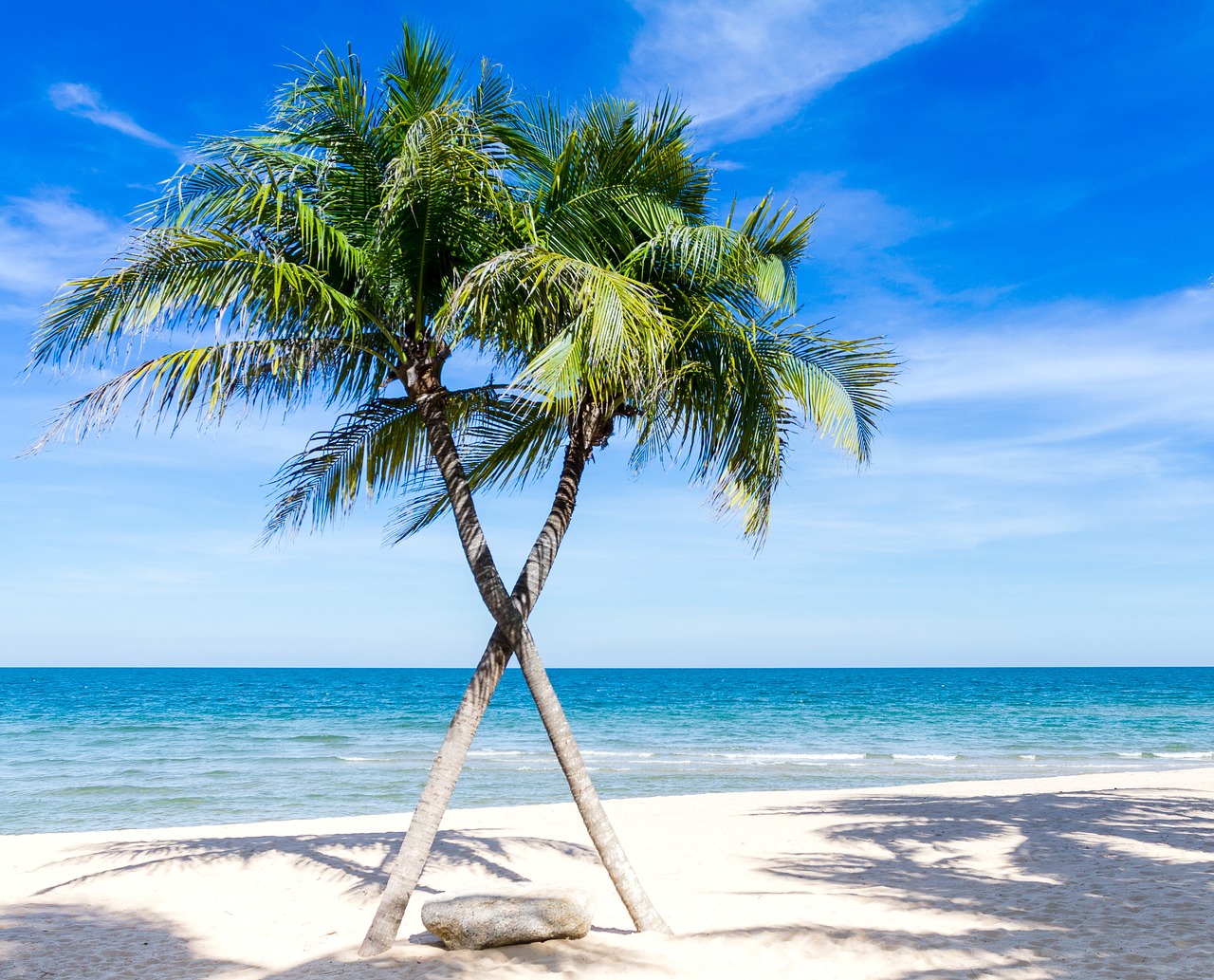 11 Popular Palm Trees In Florida
