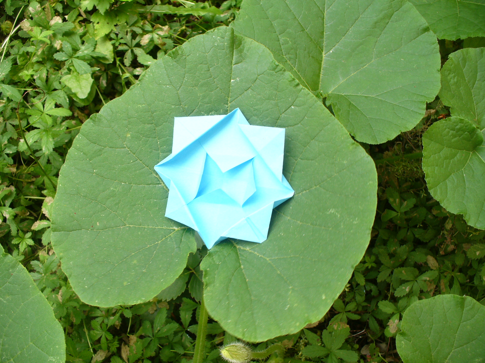 Les fleurs de la liberté poussent dans les jardins en soutien à Yasaman ...