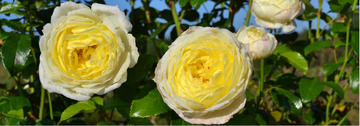 Pépinières et Roseraies Georges Delbard - Amnesty International France