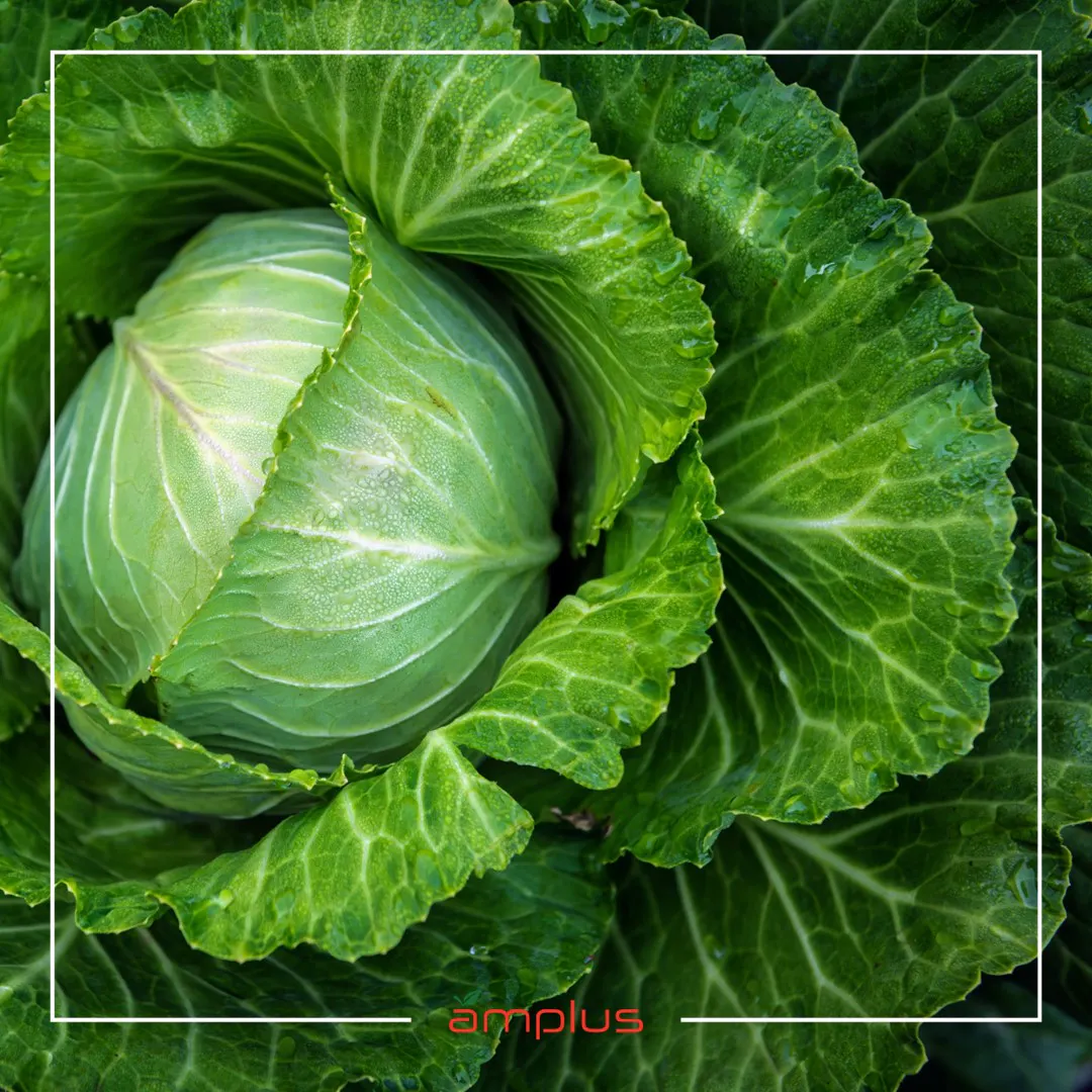 AMPLUS | XXVI CHARSZNICA CABBAGE DAY – #sourBIOheroes campaign