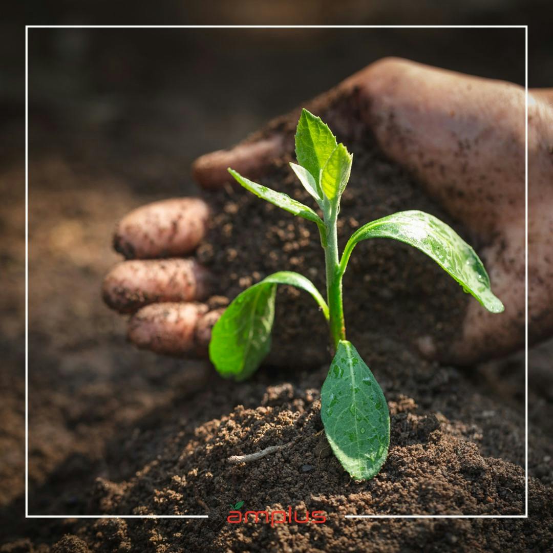 AMPLUS | Did you know that...