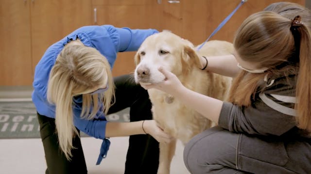 Animal Outpatient Specialty Network (AOSN)