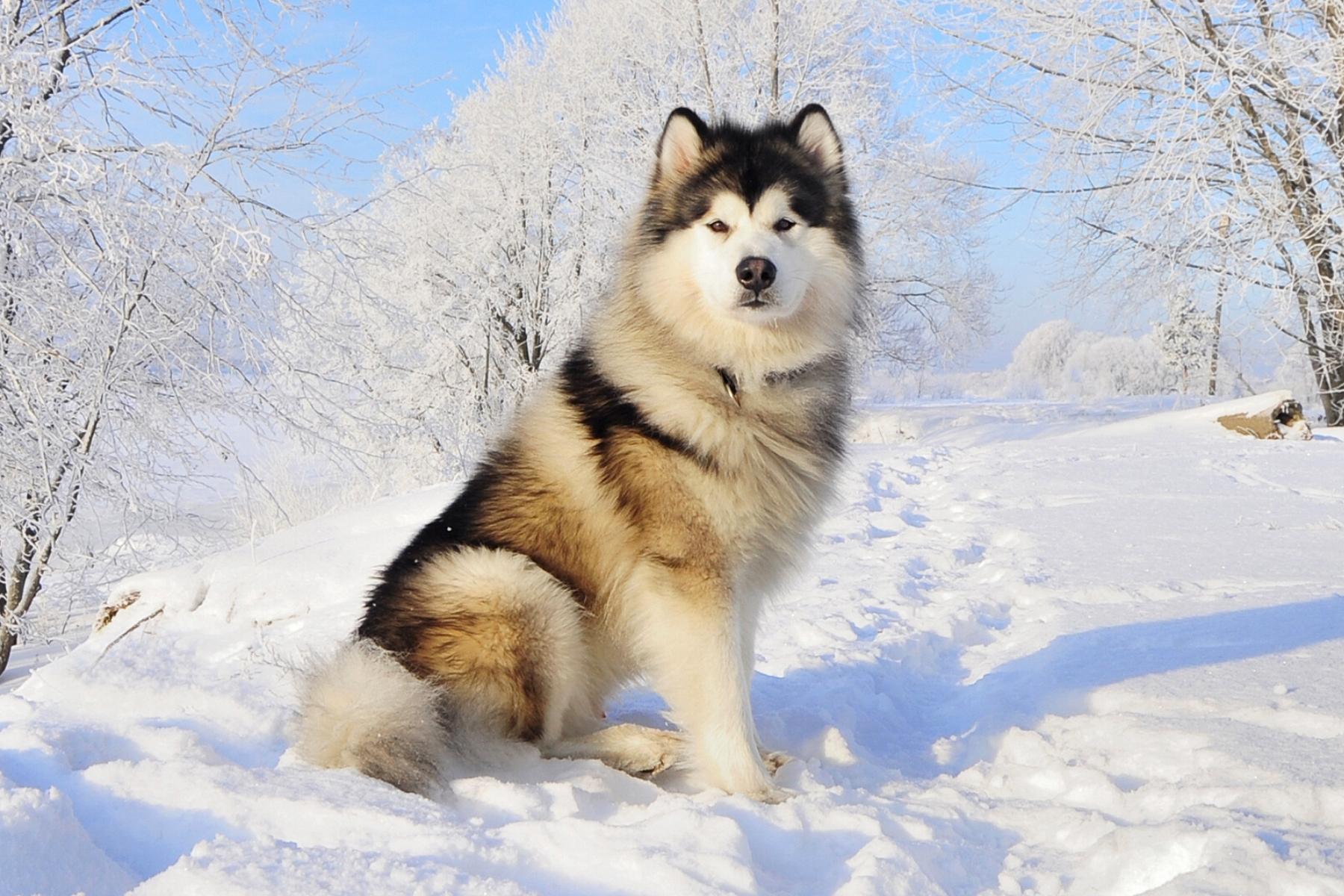 Tabella Delle Taglie Malamute Scoccia Et Al., 2016. Definizione E