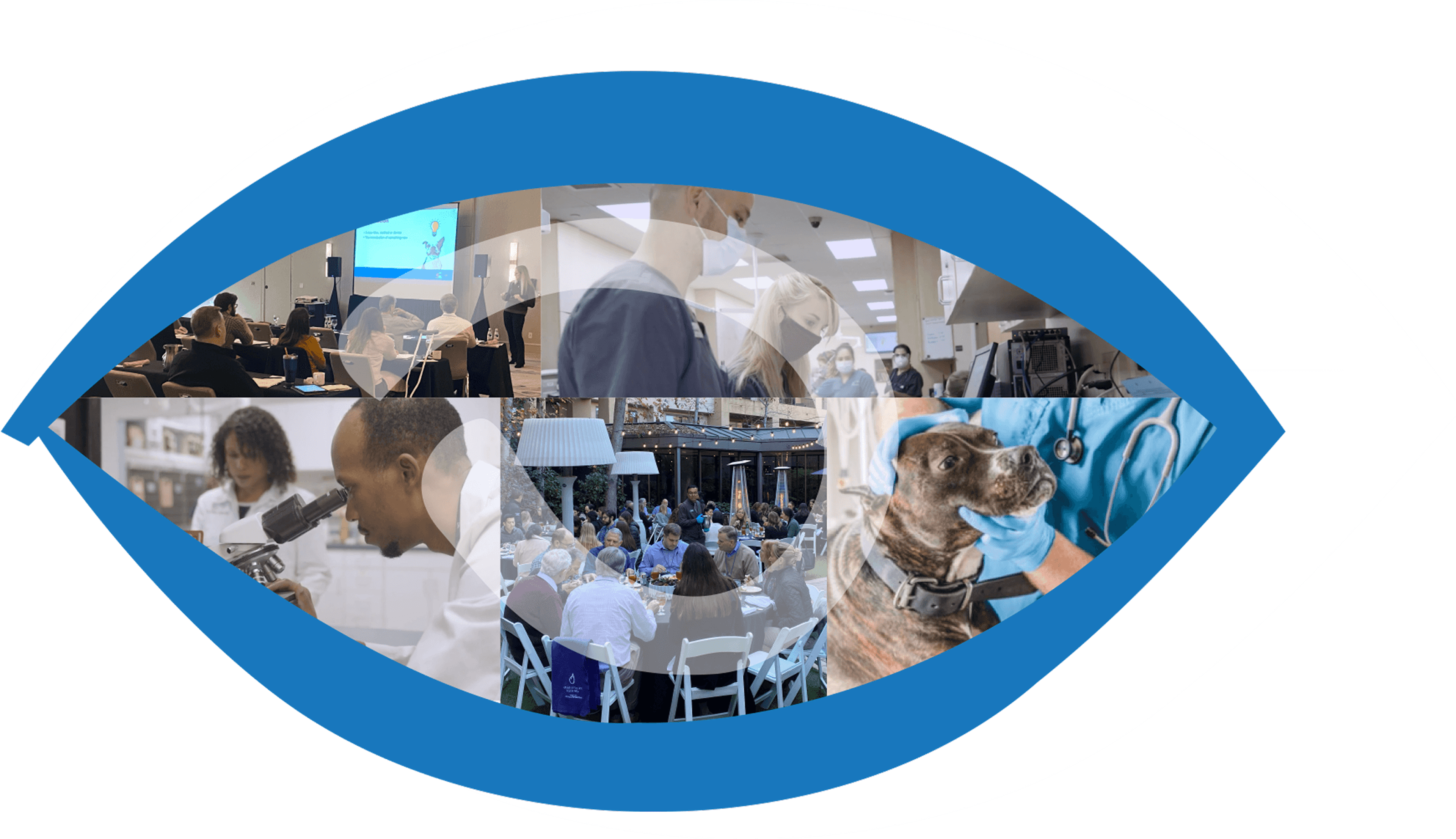 Animal Ophthalmology Group (AOG)