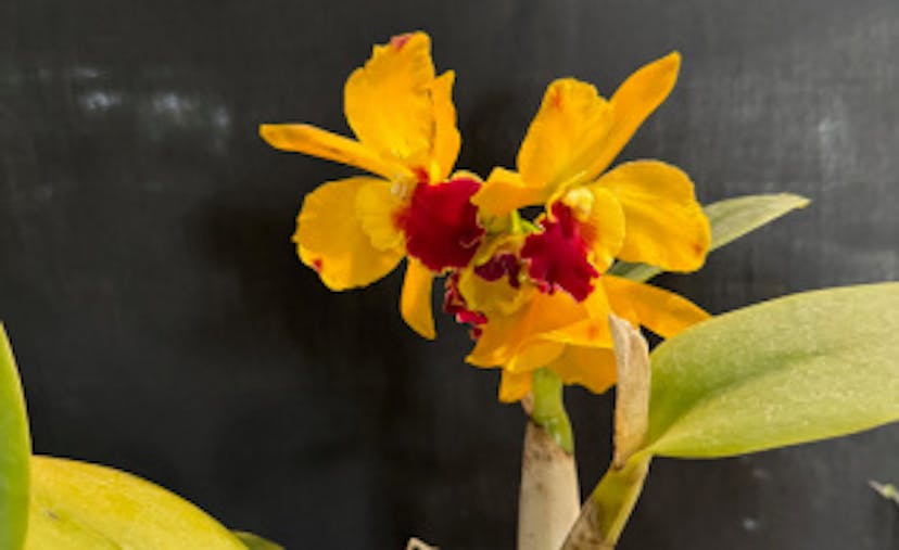 Bud and Flower Problems - American Orchid Society