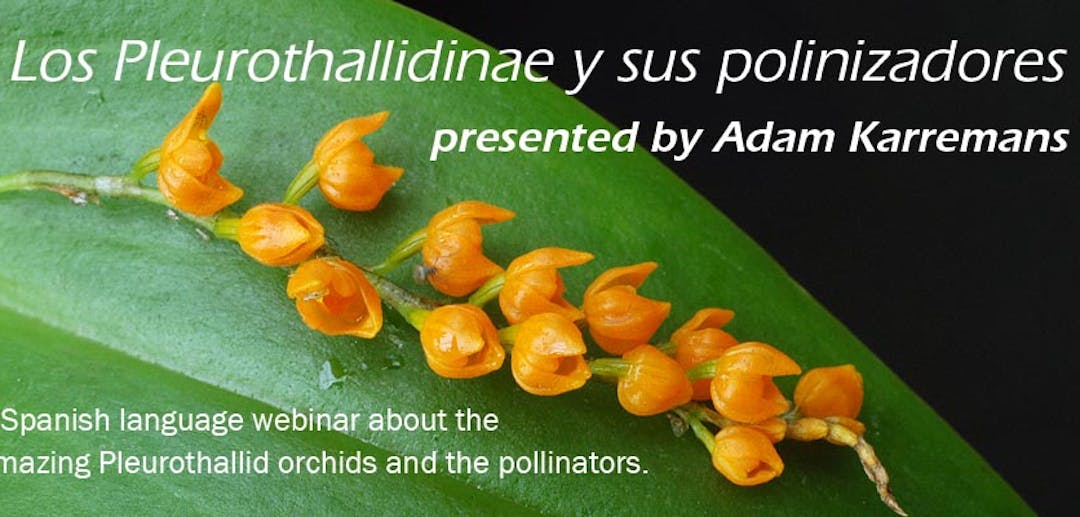 Los Pleurothallidinae y sus polinizadores - American Orchid Society